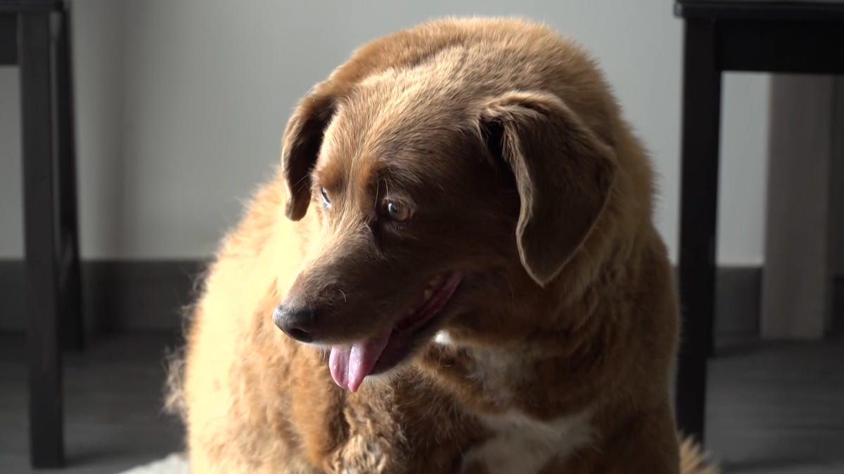 Guinness World Records strips Bobbi of 'world's oldest dog' title ...